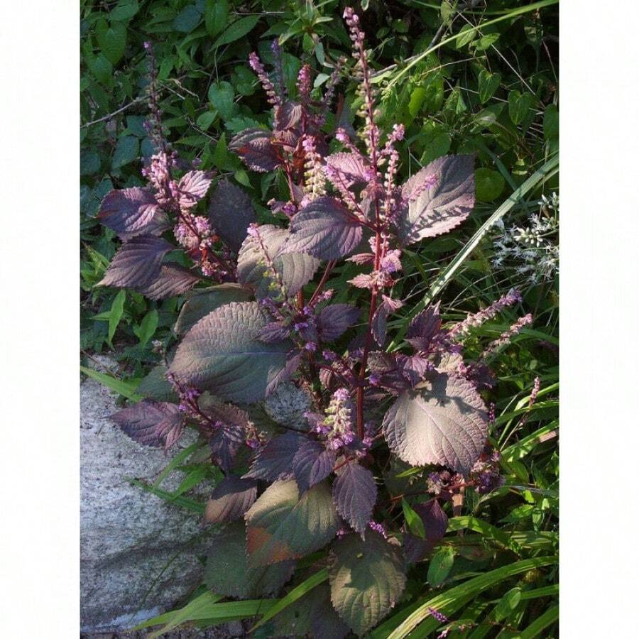 Red Shiso Japanese Perilla Leaf Frutescens Var Crispa Premium Seed ...