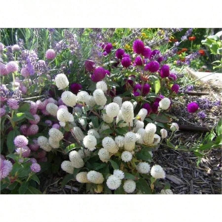 100Globe Amaranth Gomphrena Mix Flower Seeds | SHEIN USA
