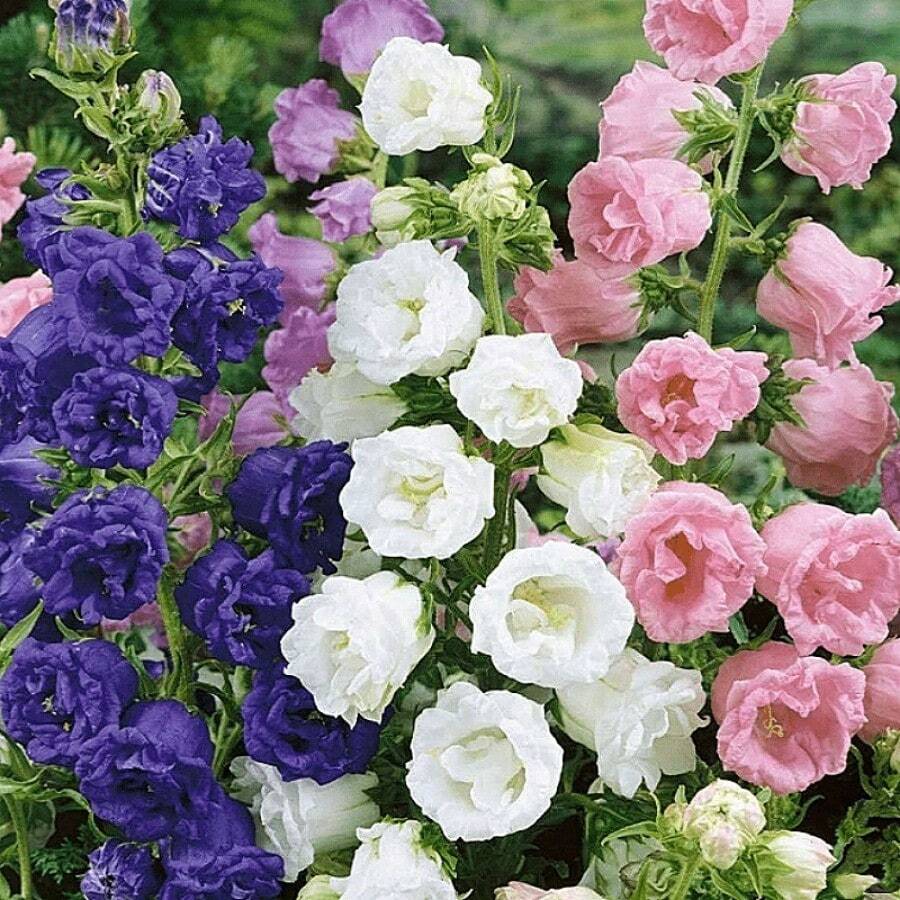 Mix Bellflower Seeds Campanula Seeds Attract Pollinators, Easy Growing Striking Perennial ...