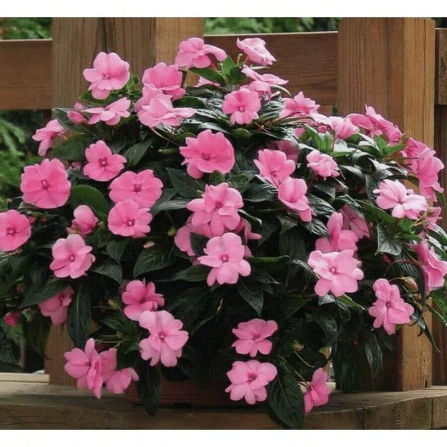 Impatiens Balsam Seeds For Planting | SHEIN UK