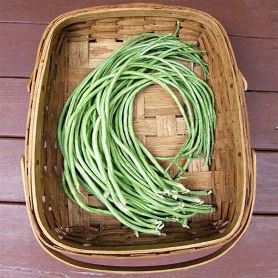 100pcs Yard Long Bean Seeds, Asian Vegetables, Long Beans, Green Beans ...