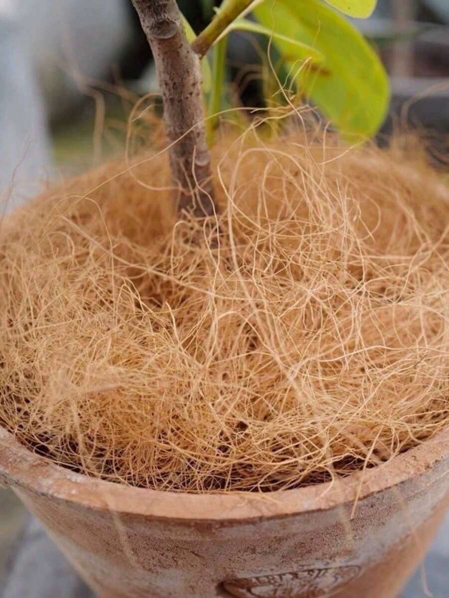 50g Coco Coir Coconut Husk Fiber Orchids Crafts Pet Bedding Insect ...