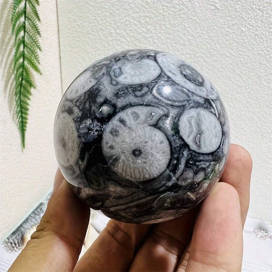 [Natural Fossil Crystal Sphere] 1pc Natural Fossil Sphere - Shell ...