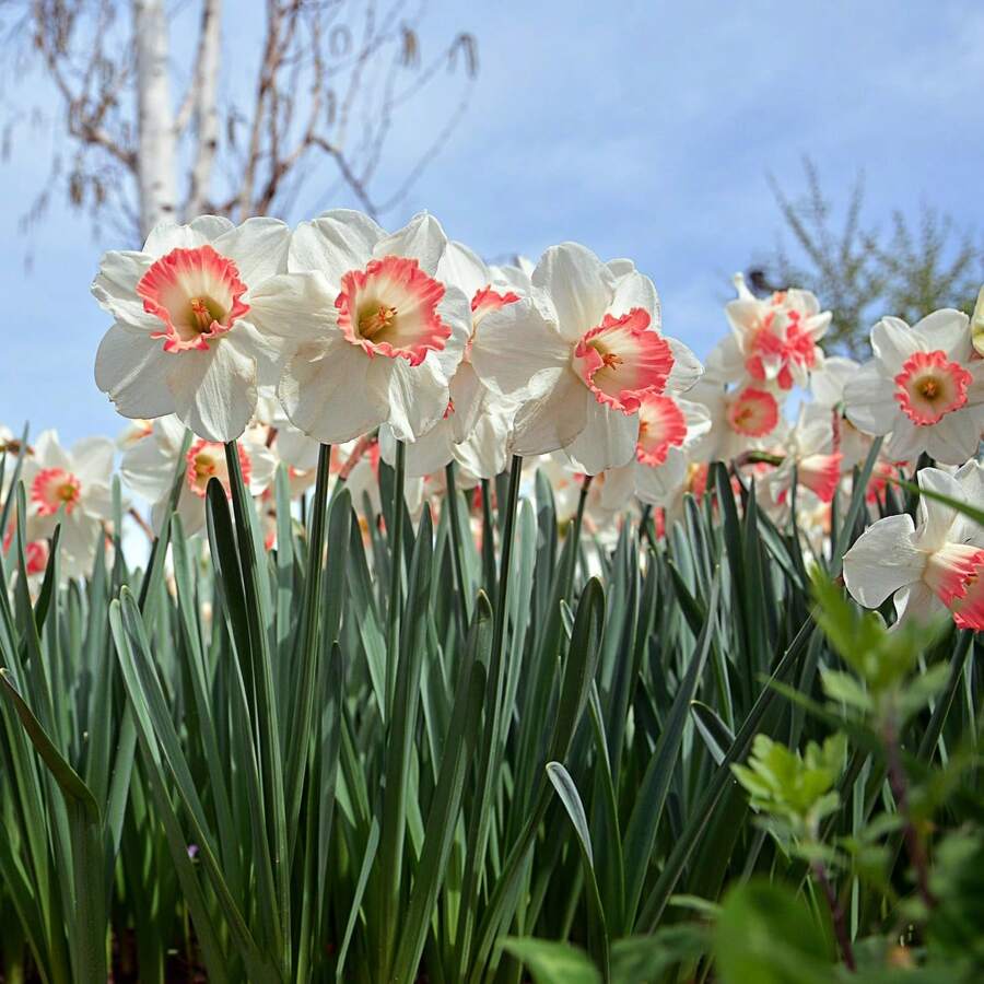 Pink Charming Daffodils - White & Pink Narcissus Flowers- 12 Bulbs ...