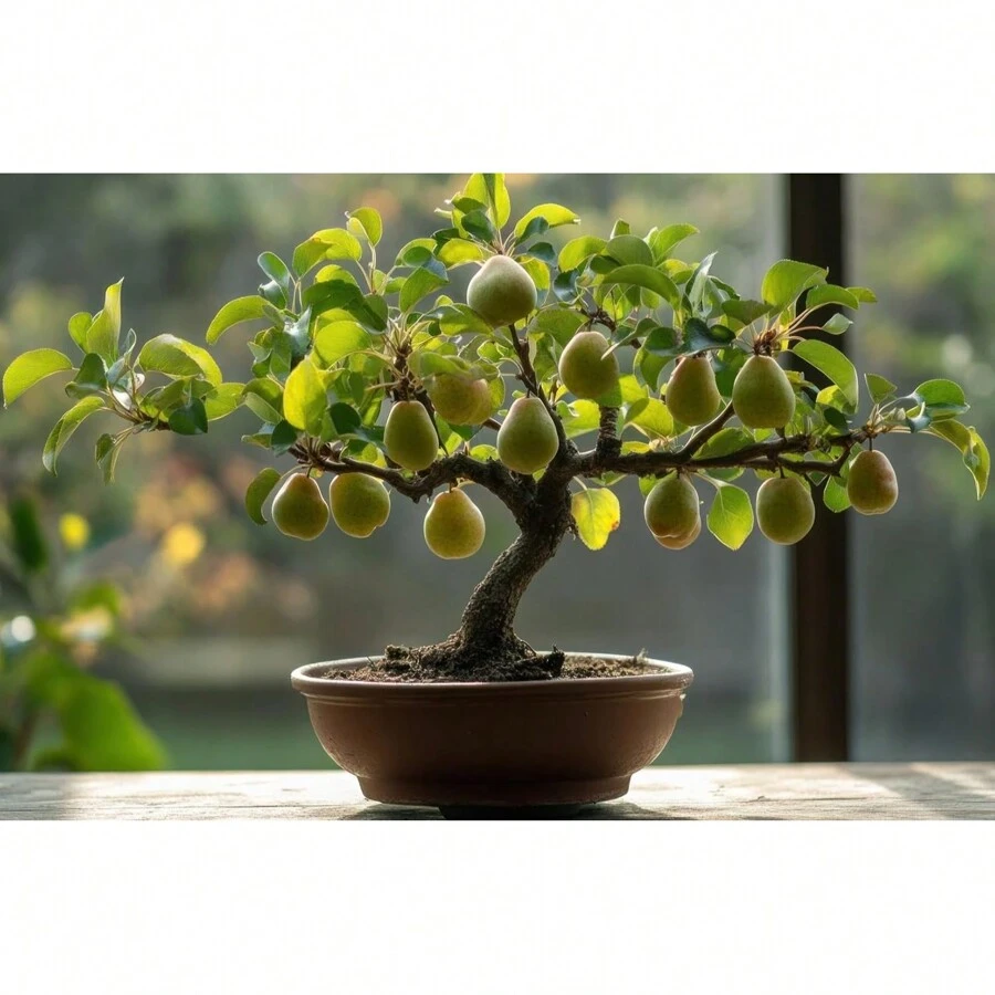 Pear Bonsai - 30 Seeds | SHEIN USA