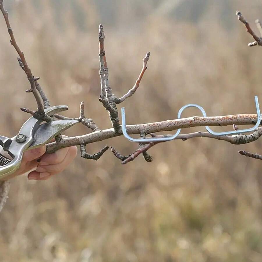 50 Pieces Of Fruit Branch Support Tools, Limb Spreaders For Fruit Trees ...