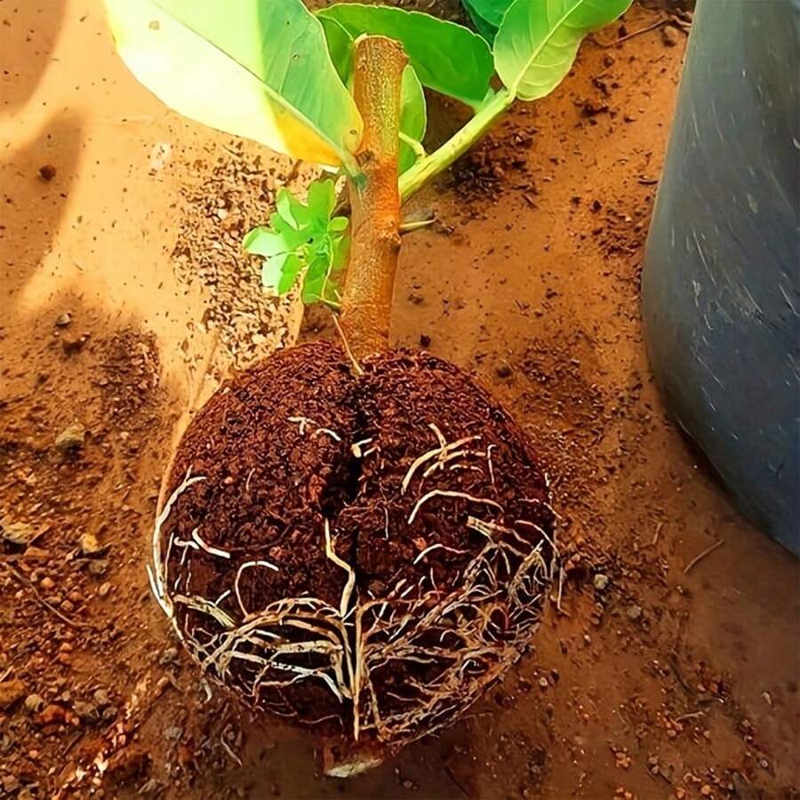 10pcs Plant High Pressure Box Propagation Box Rooting Apparatus High