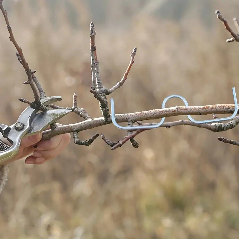 50 Pieces Of Fruit Branch Support Tools, Branch Spreaders For Fruit ...