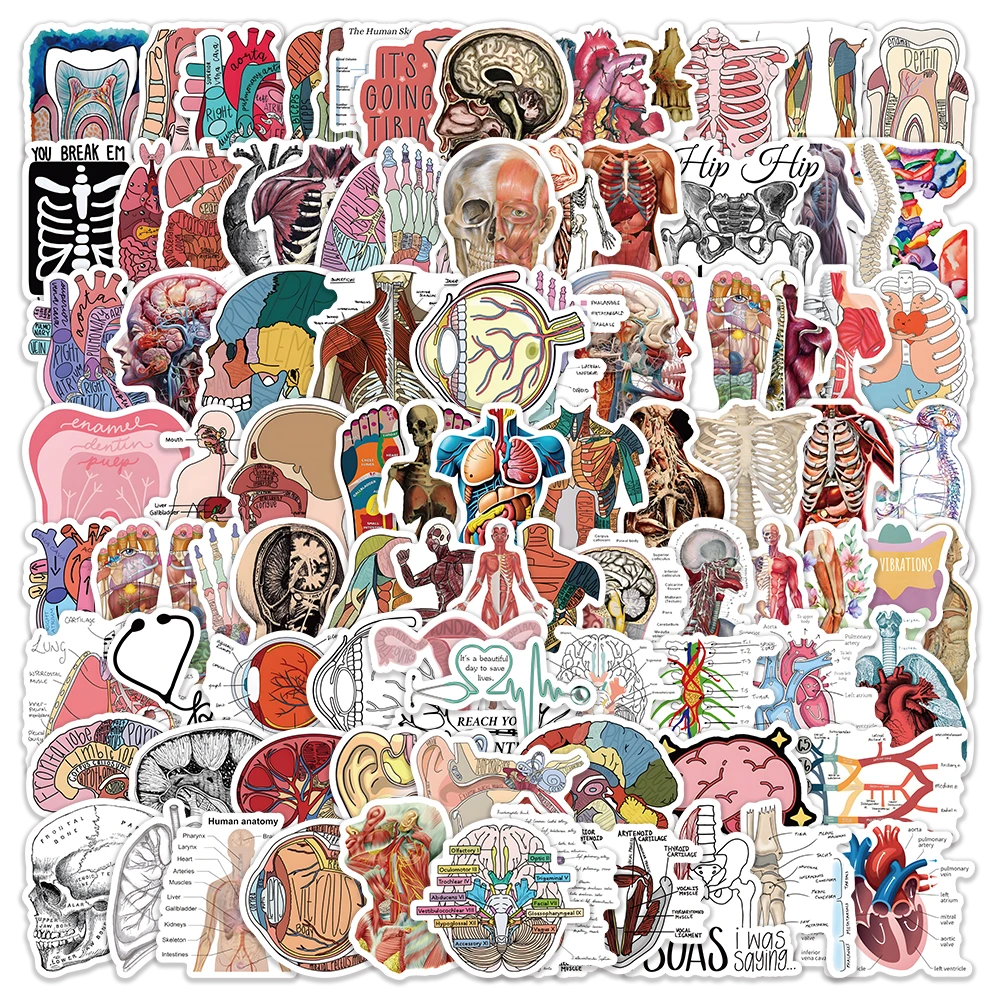 100Pcs Anatomy Stickers, Human Anatomy Decals, Body Part Stickers ...