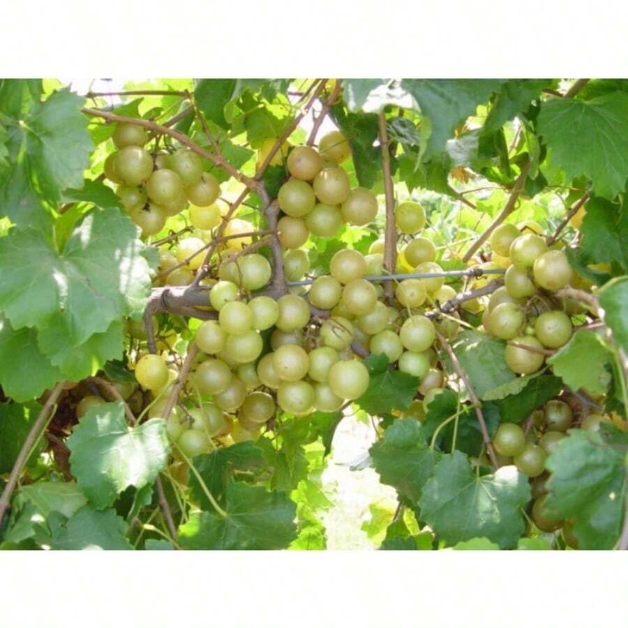 Muscadine Grape Seeds Vine Fruit Seeds Mix Plant Home Garden Non-GMO ...
