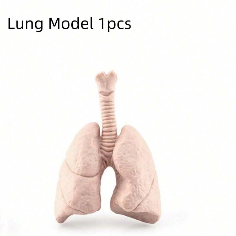 Human Organ Experiment Brain Heart Lung Liver Stomach Large Intestine ...