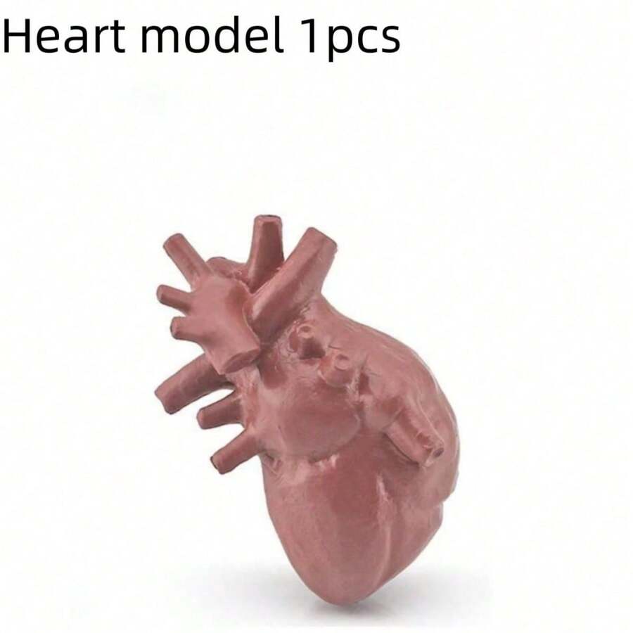 Human Organ Experiment Brain Heart Lung Liver Stomach Large Intestine ...