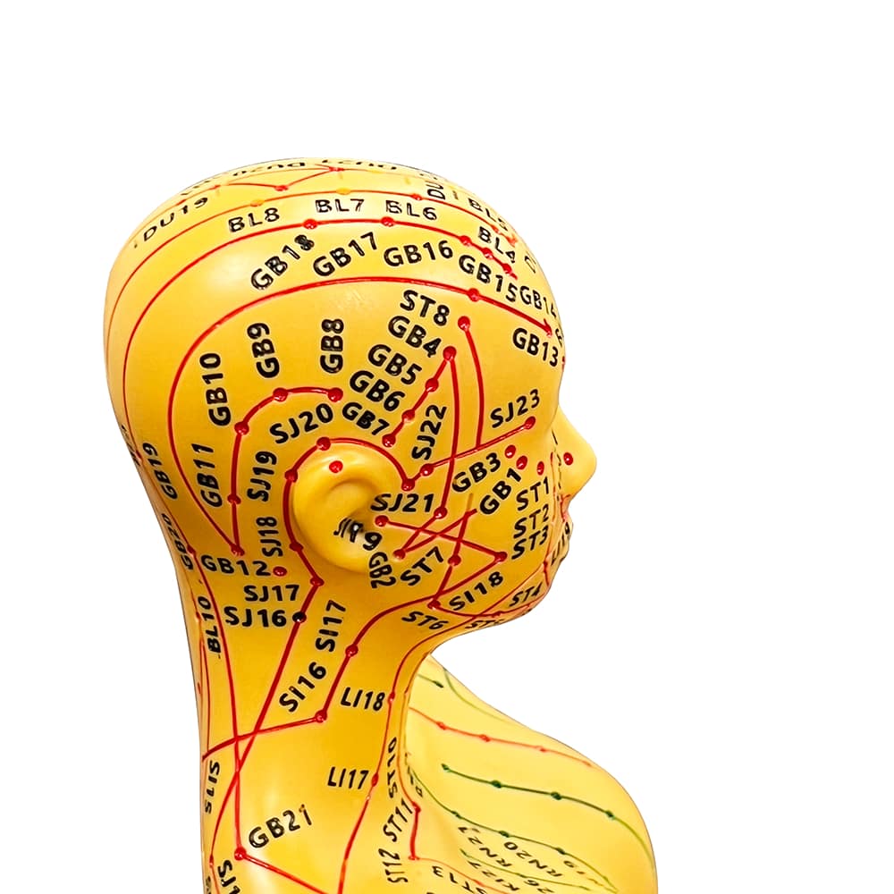 52CM Adult Human Body Acupuncture Model Chinese Medicine Man/Woman ...