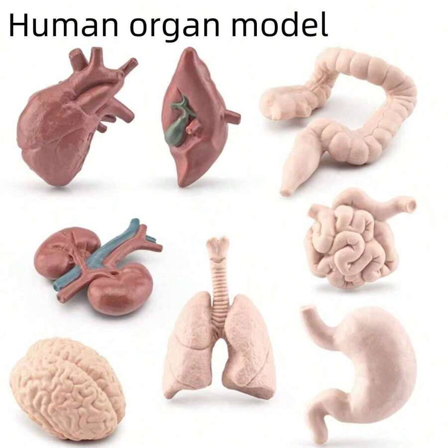Human Organ Experiment Brain Heart Lung Liver Stomach Large Intestine ...