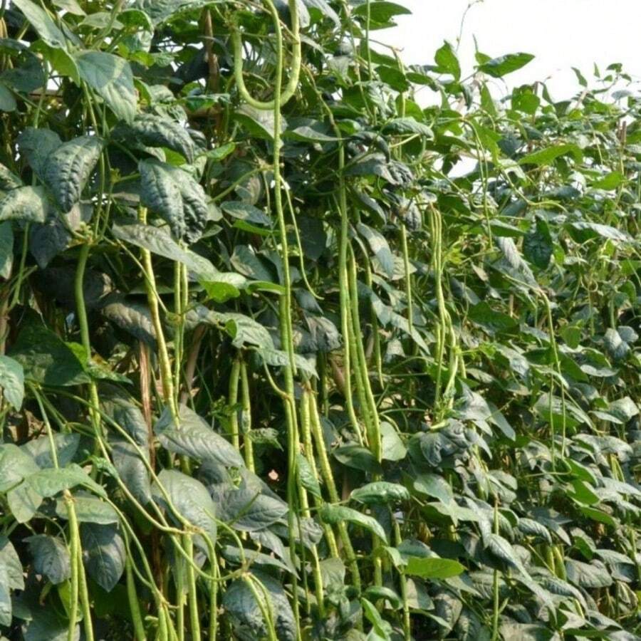 300pcs Long Bean Seed, Mung Bean Seed, High-Yield Vegetable Seed, Small ...