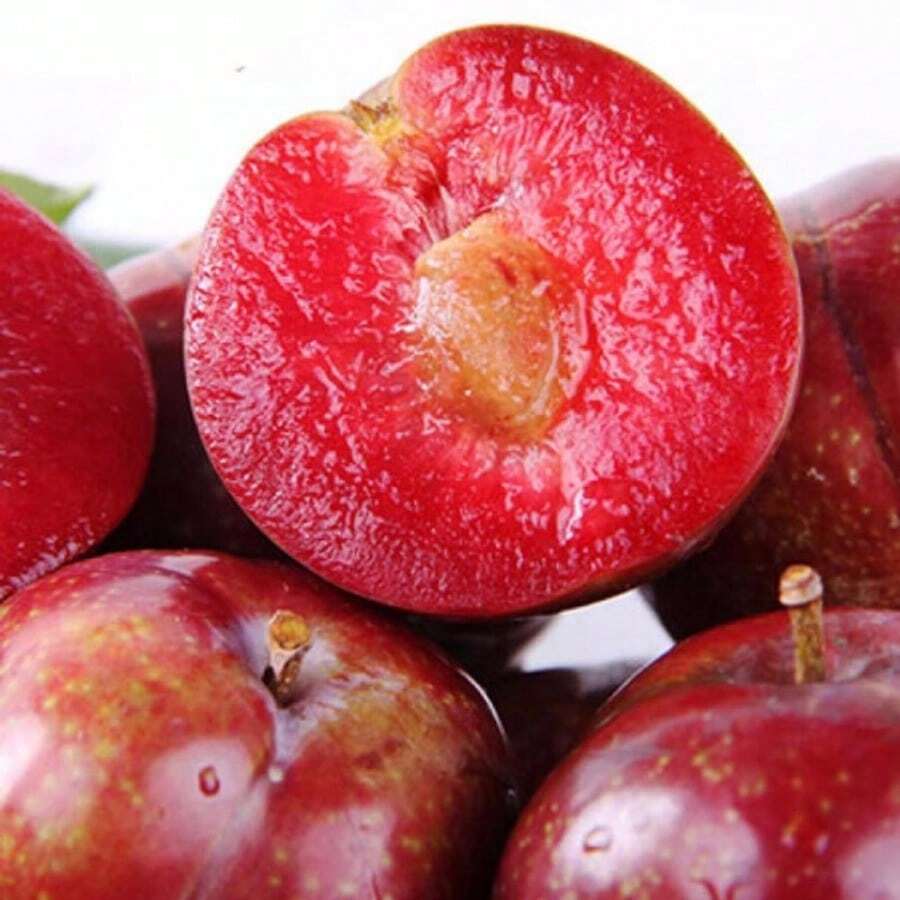 10 Traditional Plum Seeds From The Longevity Tree - Non-GMO Orchard ...