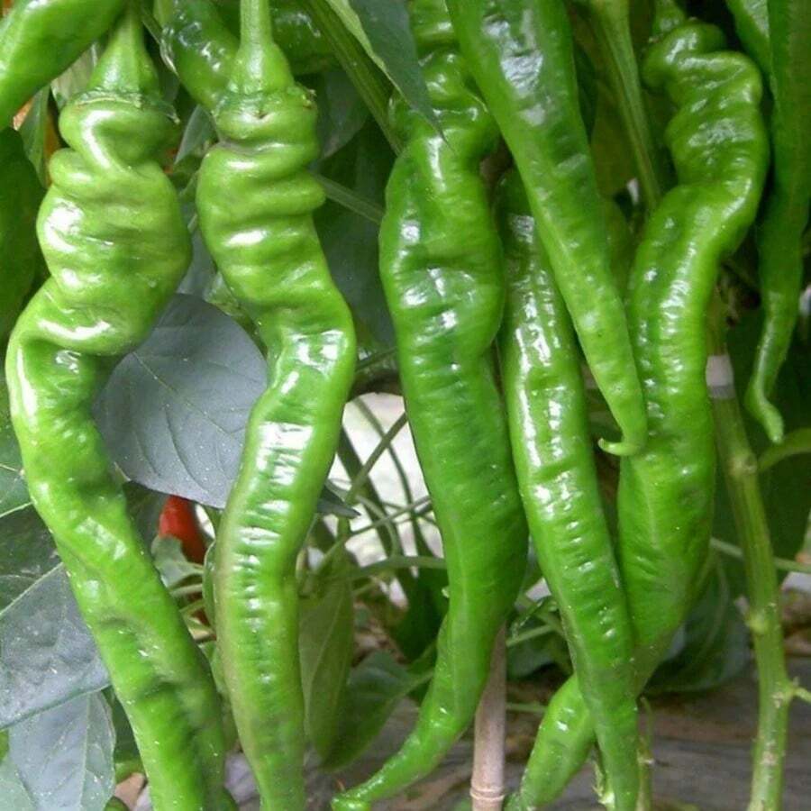 600pcs Screw Pepper Seeds Super Spicy Big Fruit Variety Balcony Pot ...