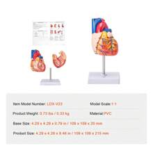 Human Anatomy Model Set – Life-Size & Enlarged Anatomical Models Of ...
