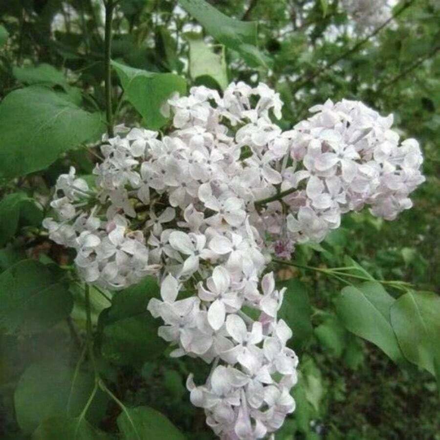 Rare Early Syringa Oblata, Suitable For Growing Sweet French Syringa ...