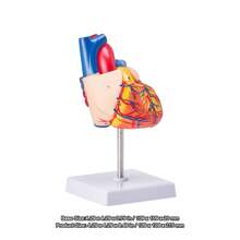 Human Anatomy Model Set – Life-Size & Enlarged Anatomical Models Of ...
