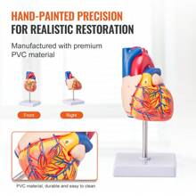 Human Anatomy Model Set – Life-Size & Enlarged Anatomical Models Of ...