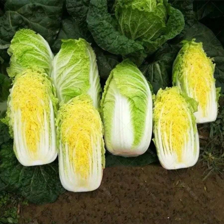 100 Seeds Cabbage Seeds-Traditional Varieties Gardening Seeds For ...
