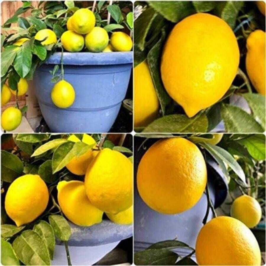 Rare Meyer Lemon Seeds For Planting Bonsai - Non-GMO Heirloom Lemon Tree Seeds Planting For Home ...