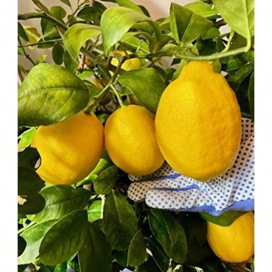 Rare Meyer Lemon Tree Seeds For Planting Outdoors | SHEIN South Africa
