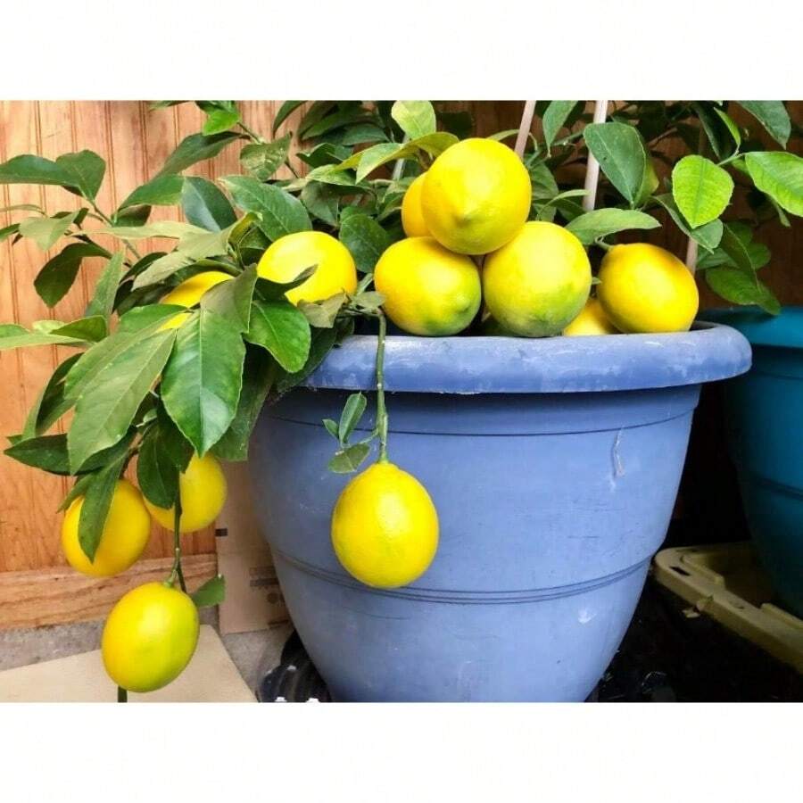 Rare Meyer Lemon Seeds For Planting Bonsai - Non-GMO Heirloom Lemon Tree Seeds Planting For Home ...