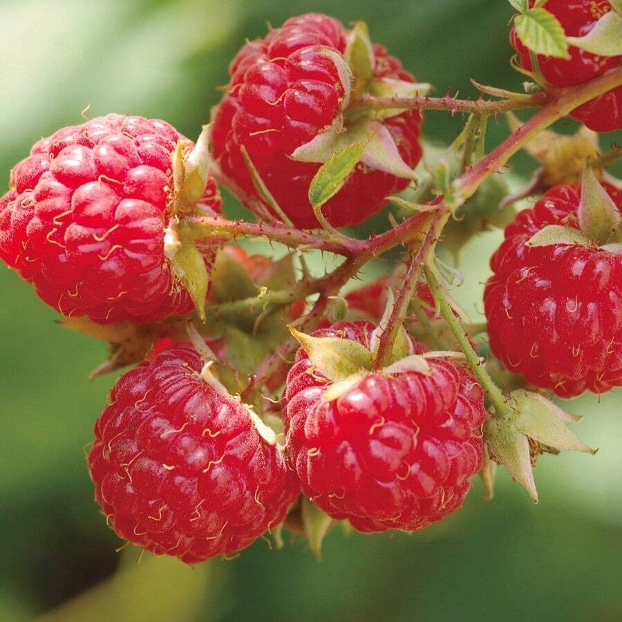 Heritage Raspberry Seeds For Planting - Raspberry Seeds - Bare ...