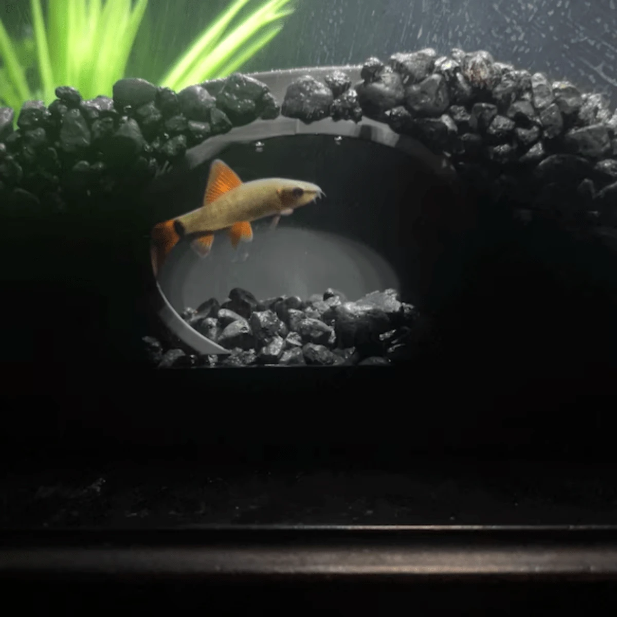 Bottom Dweller Aquarium Cave, Kuhli Loach Dojo Loach Corydoras Catfish ...