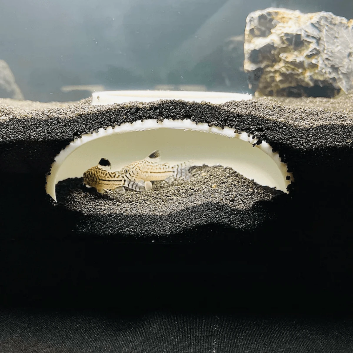 Bottom Dweller Aquarium Cave, Kuhli Loach Dojo Loach Corydoras Catfish ...