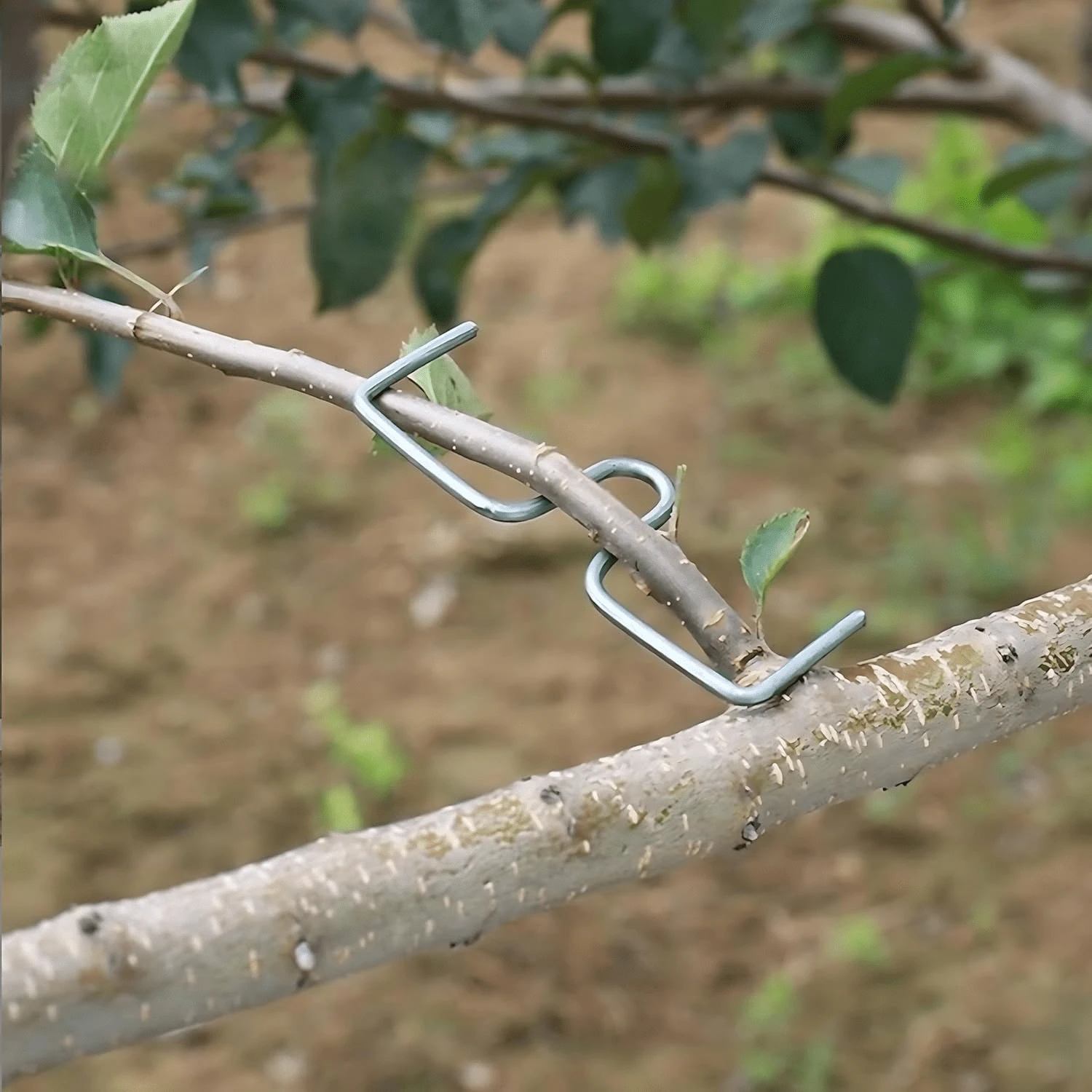 50 Pieces Of Fruit Branch Support Tools, Branch Spreaders For Fruit ...