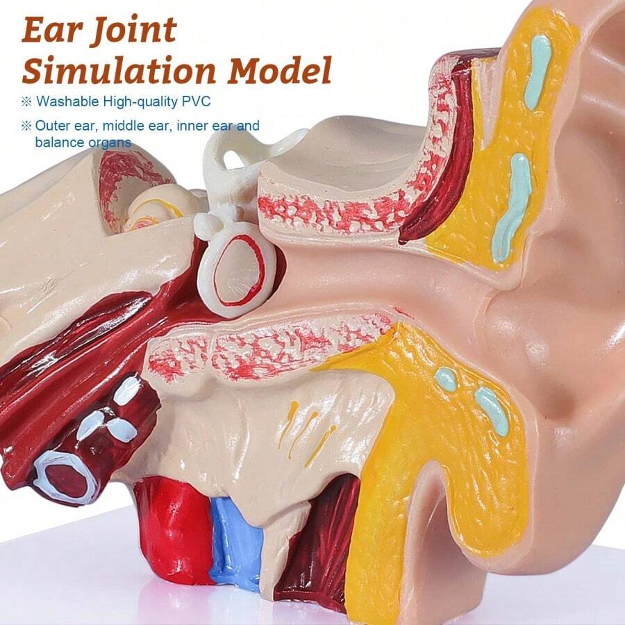 1.5X Life-Sized Anatomical Ear Model, Tabletop Ear Anatomy Model With ...