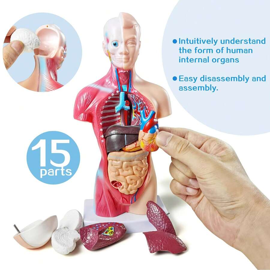 11 Inch Medical Torso Human Body Model Anatomy Doll 15 Removable Parts ...