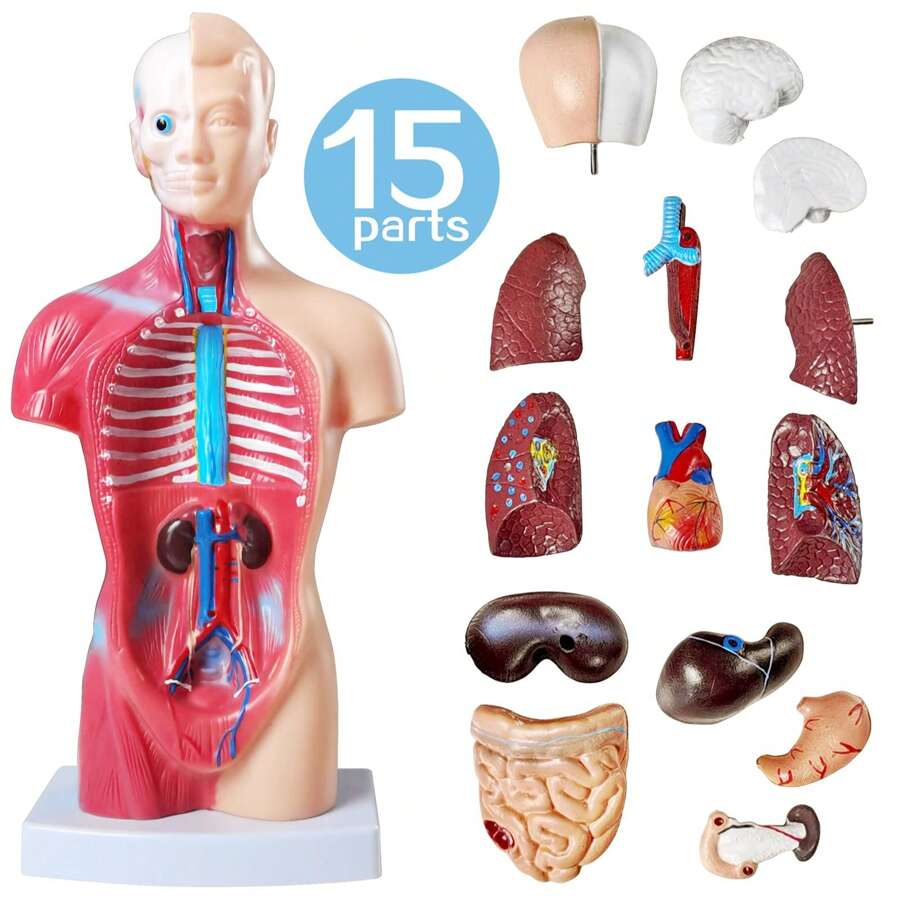Modelo Anatômico do Corpo Humano Torso Médico de 11 Polegadas com 15 ...