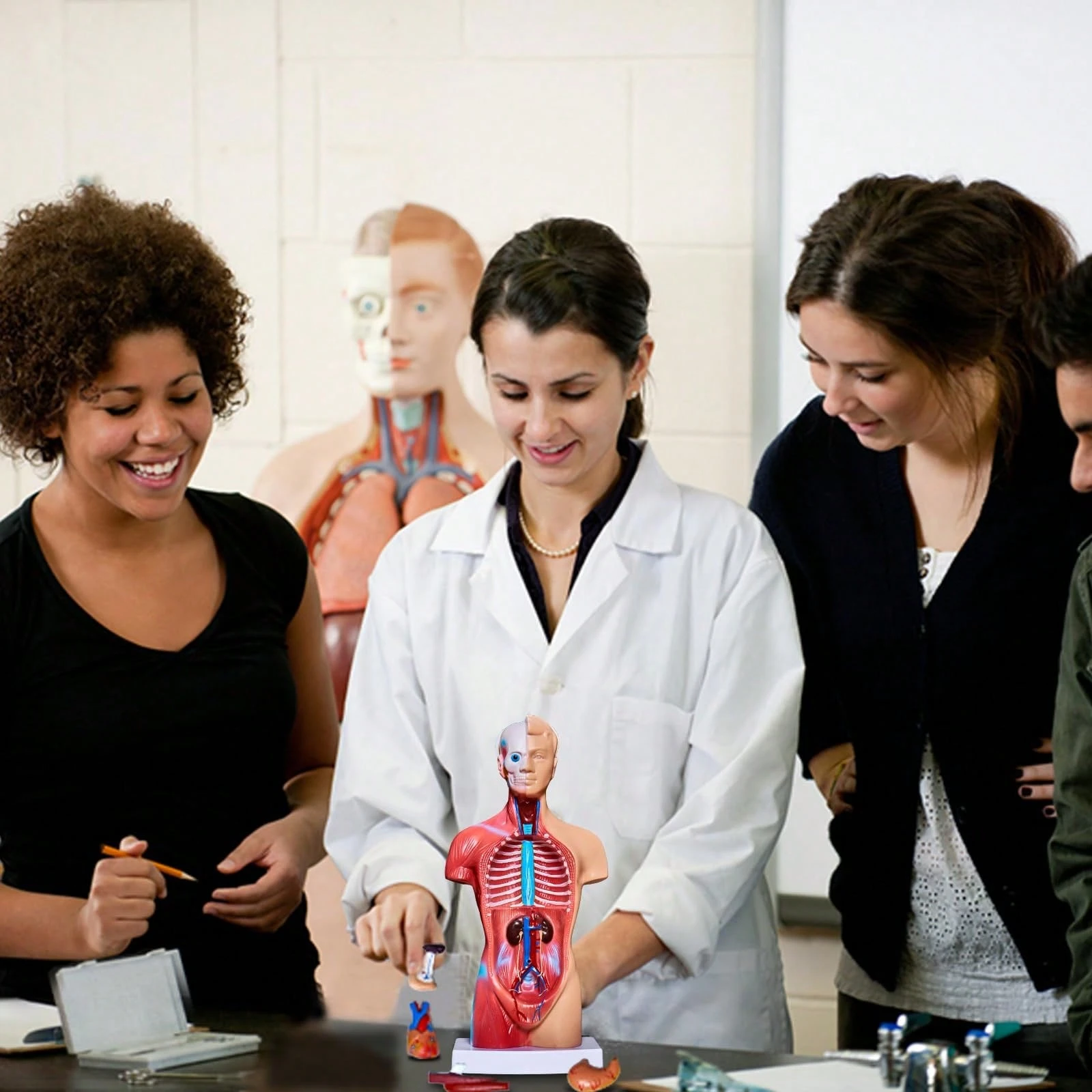 Modelo anatómico de torso humano médico de 11 pulgadas con 15 partes ...
