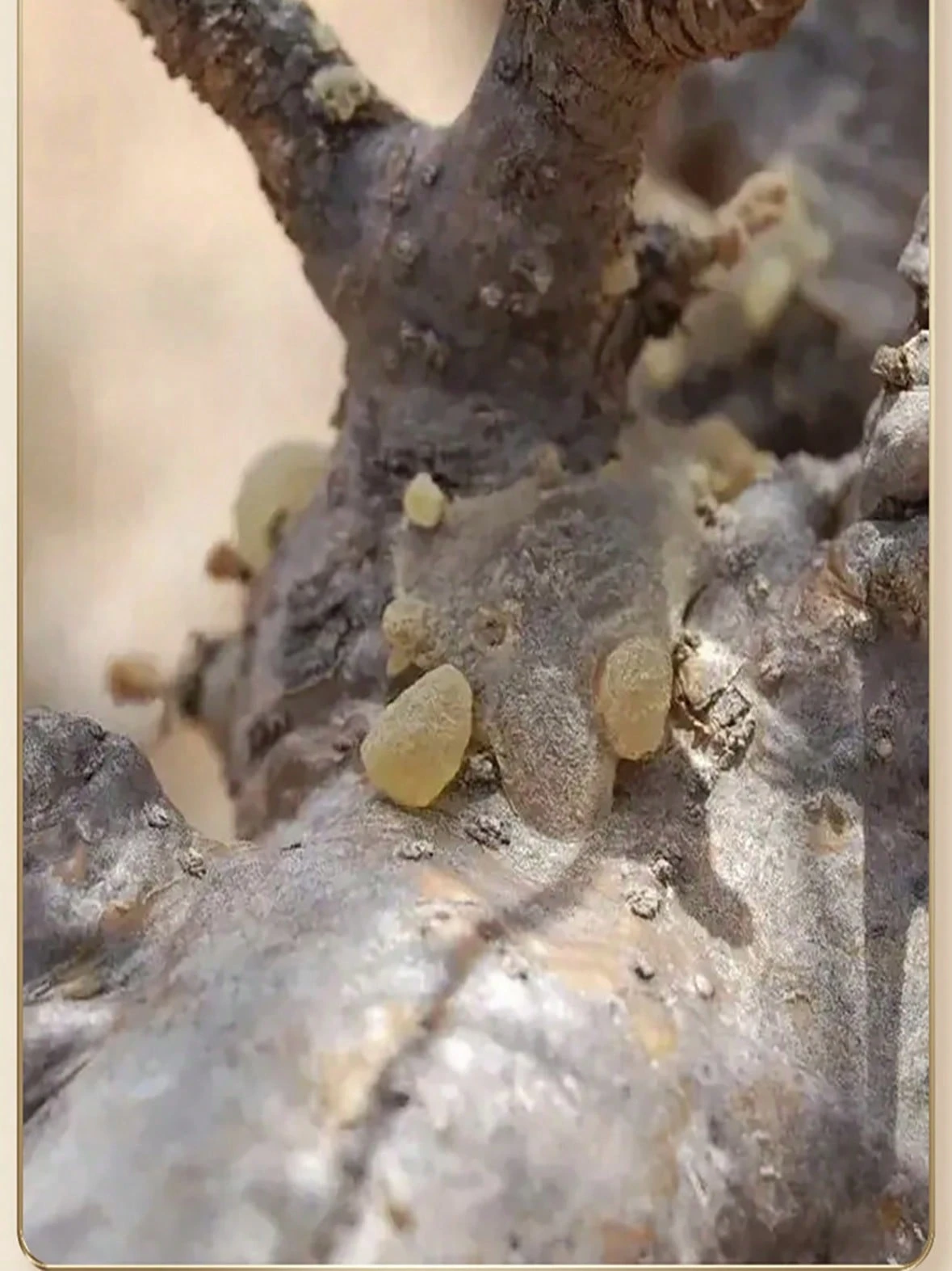 502g Natural Somali Frankincense Bursting Bead Frankincense Block Used ...