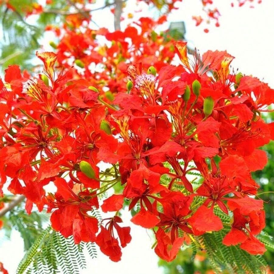 Bonsai Flamboyant Flame Tree Seeds To Grow 20 Seeds Delonix Regia ...