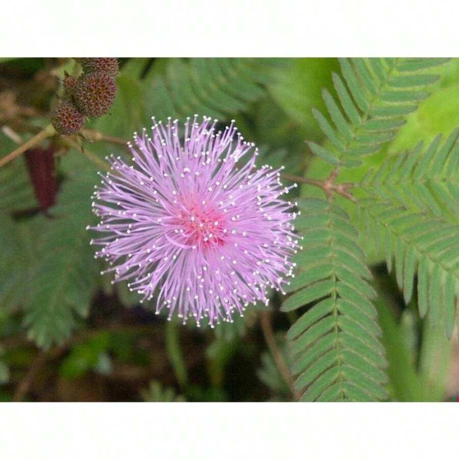 BULK Sensitive Plant See Mimosa Pudica Seeds / Shy Plant Seeds / Touch ...