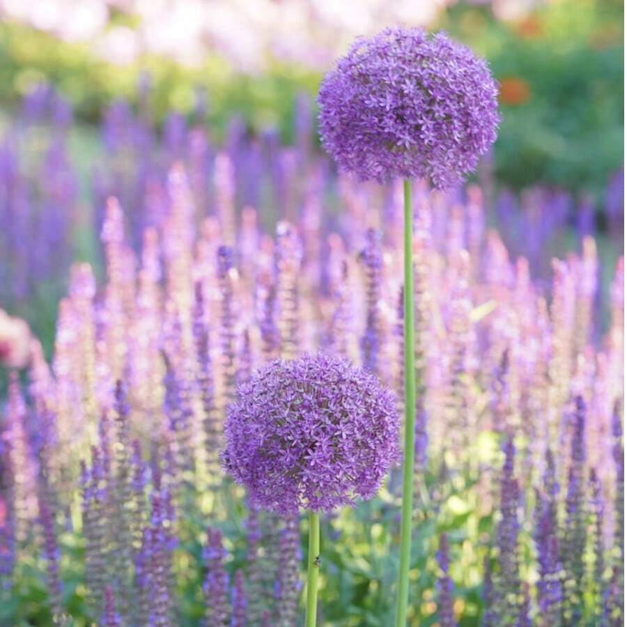 CAIROCK 100PCS Allium Giganteum Seeds Ornamental Onion Rabbit & Deer ...