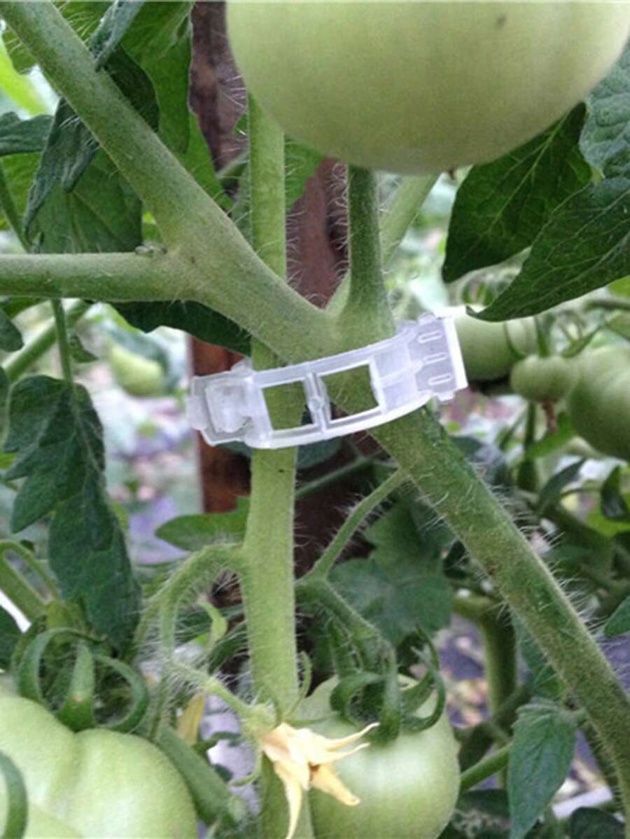Plant Fixing Clips Tied Vine Clips Fixing Snap Green Plant Clips Vine ... Plant Fixing Clips Tied Vine Clips Fixing Snap Green Plant Clips Vine ...