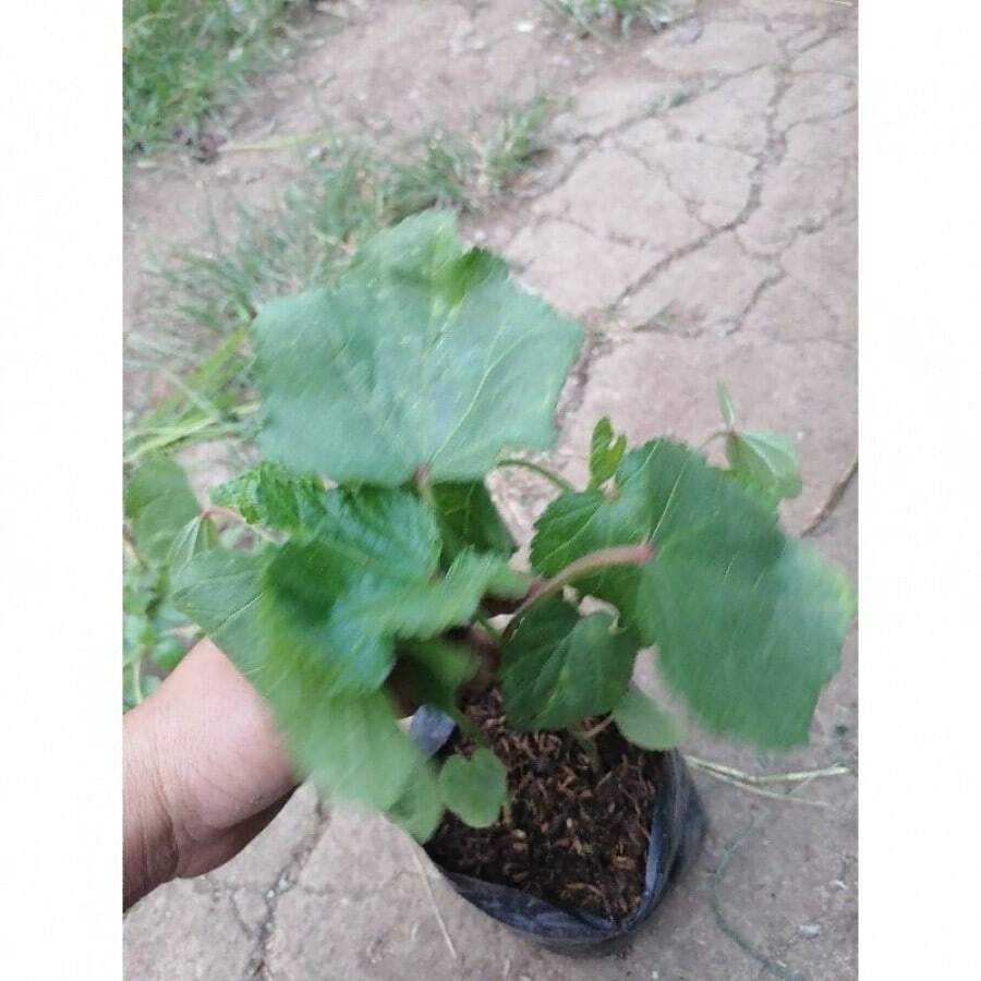 Khingpaul12 Seeds Repack Okra 2 To 3 Seedling In 1 Order Vegetable Live ...