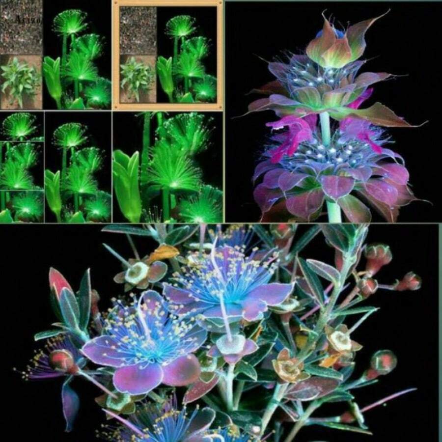 Rare Imported Fluorescent Emerald Flower Seeds & Vine, Glow At Night ...
