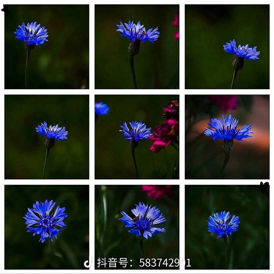 Blue Scarlet Bee Balm Cornflower Seed - Monarda Didyma - Rare And ...