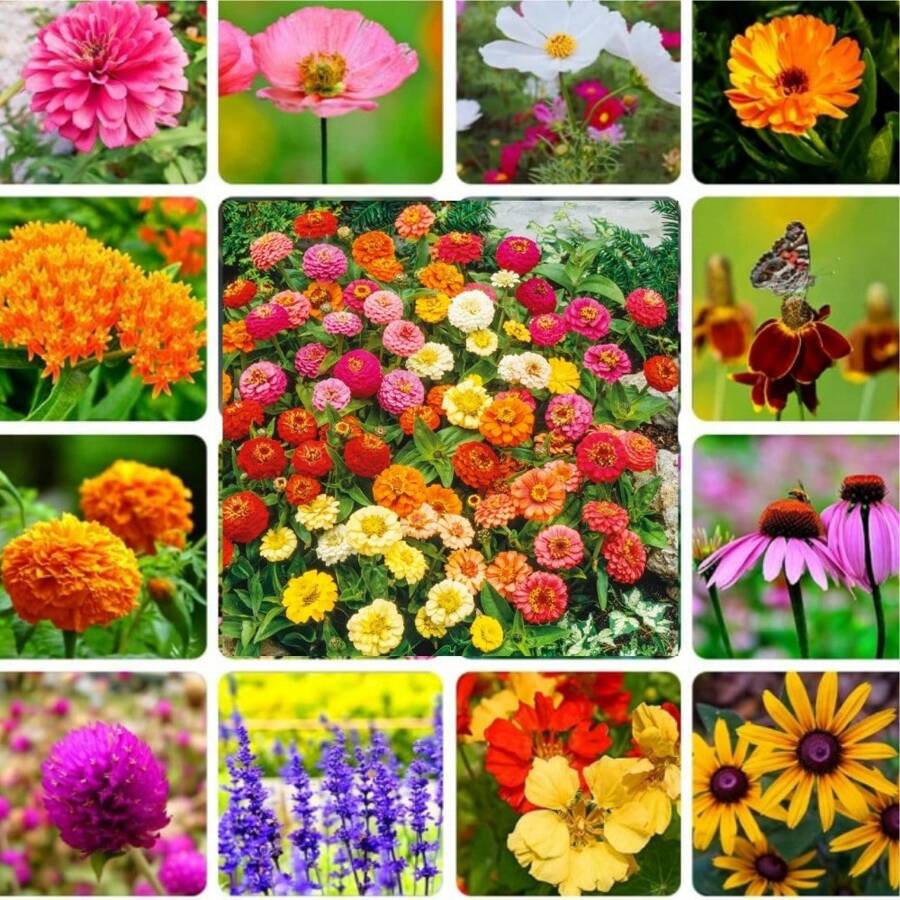 800 Perennial Mix Wildflower SeedsPerennial Wildflower Mixed Seeds For ...
