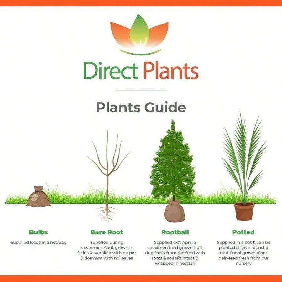 Direct Plants Vaccinium Corymbosum Bluecrop Blueberry Bush Fruit Plant ...