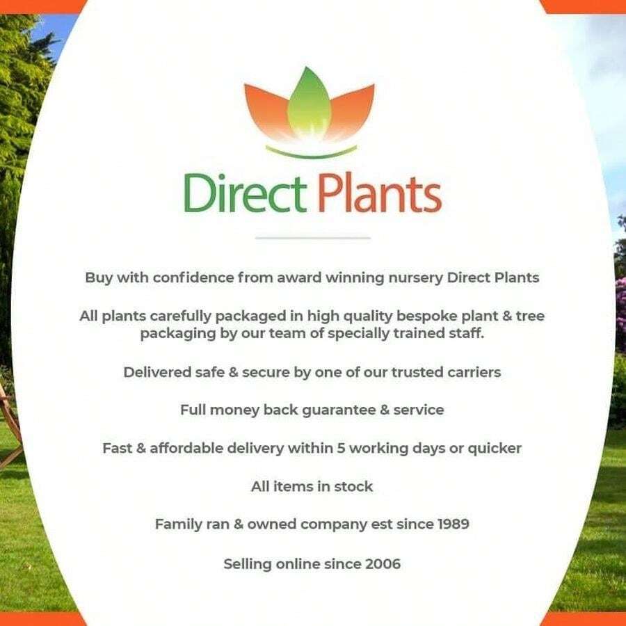 Direct Plants Vaccinium Corymbosum Bluecrop Blueberry Bush Fruit Plant ...