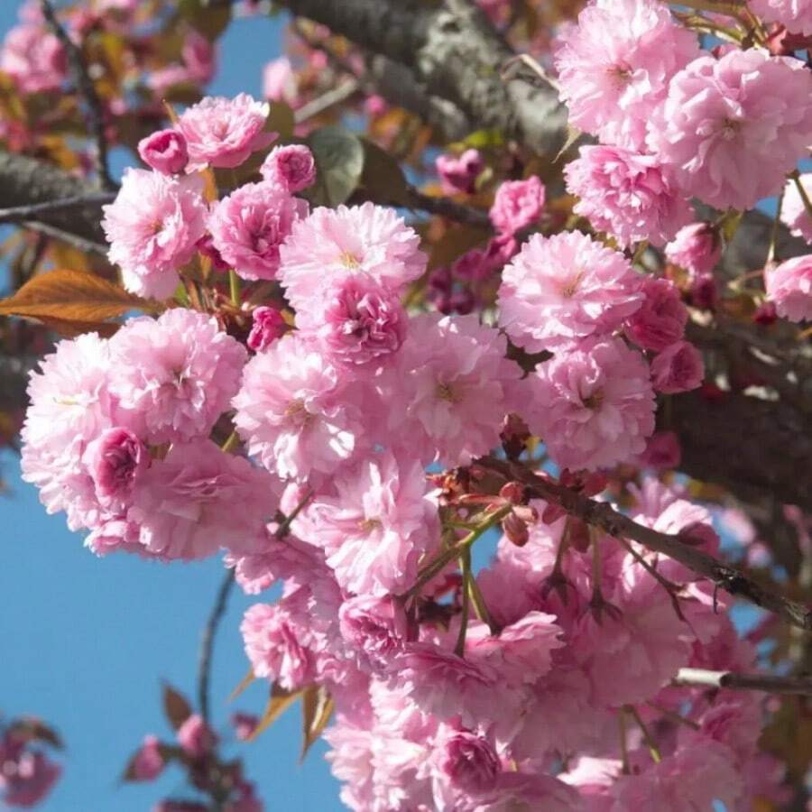 Easy Cultivating High Germination Rate Rare Double Pink Cherry Blossom ...
