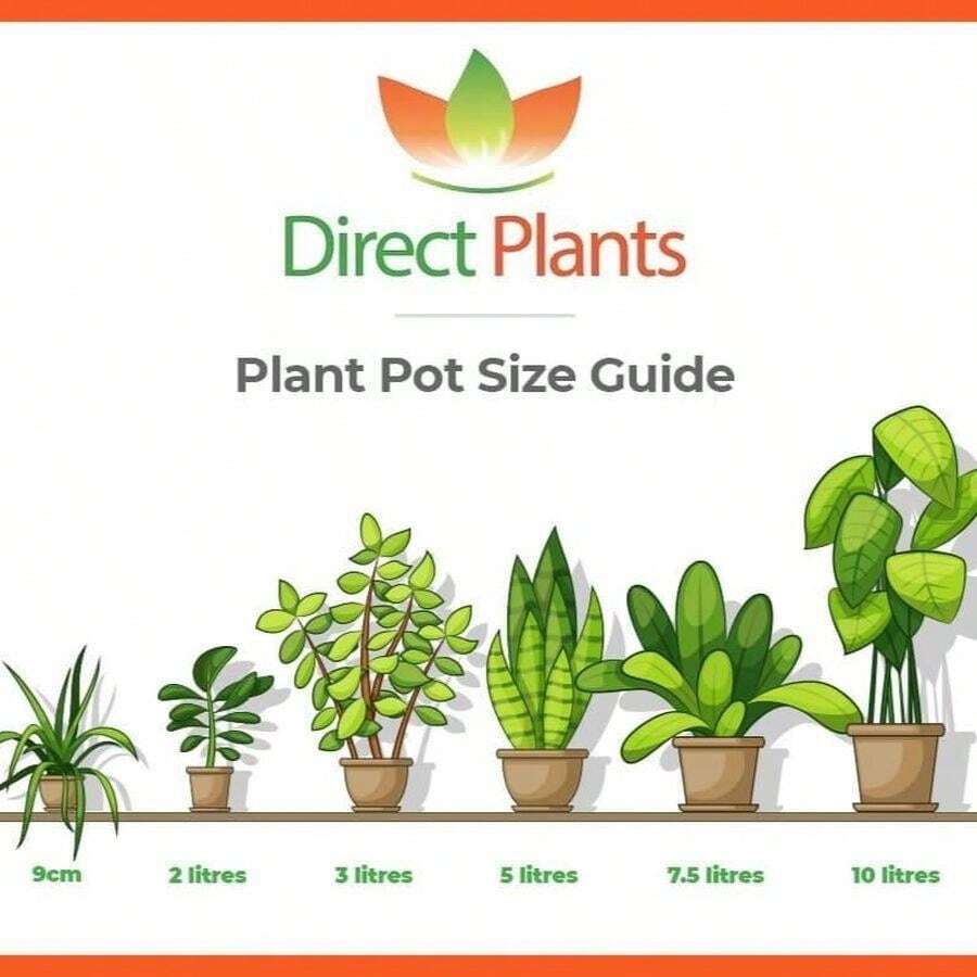 Direct Plants Viburnum Davidii Evergreen Shrub Plant Large 30-40cm Tall ...